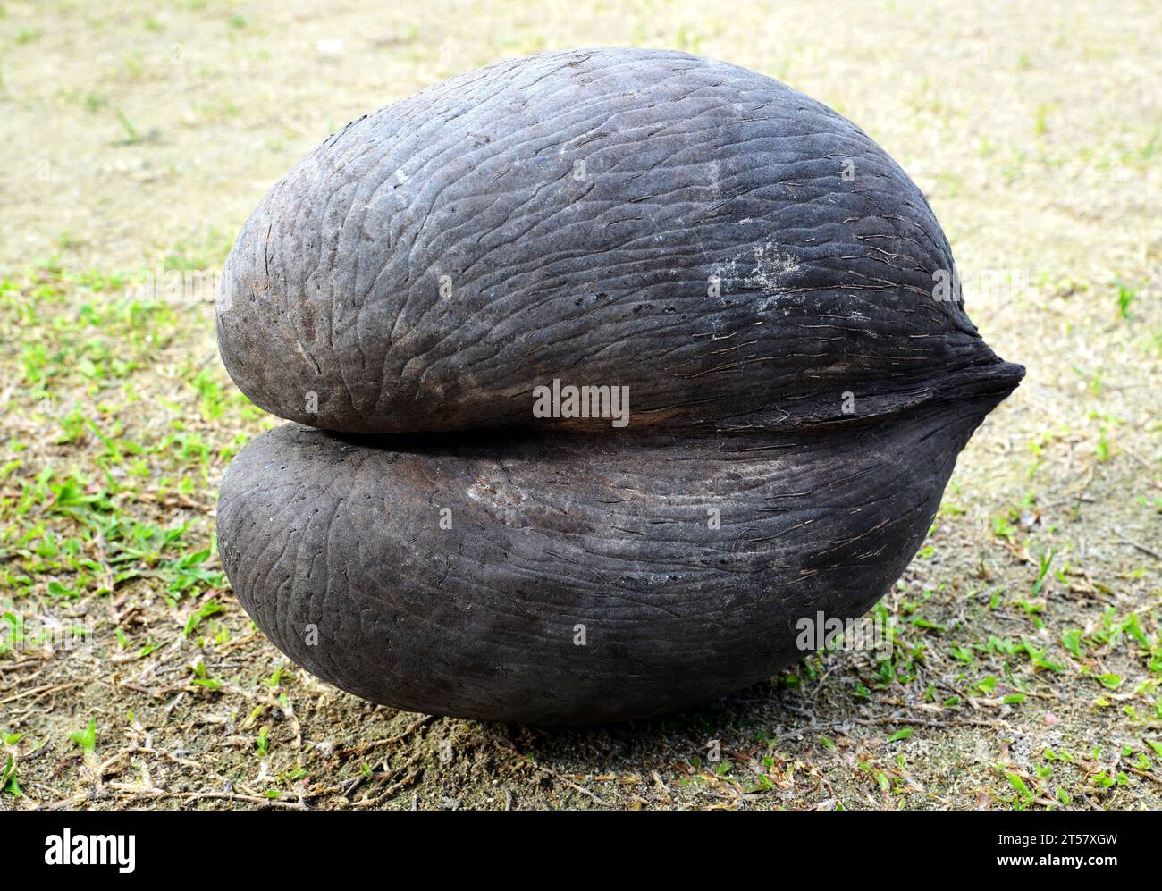 Seychelles nut hi-res stock photography and images - Alamy