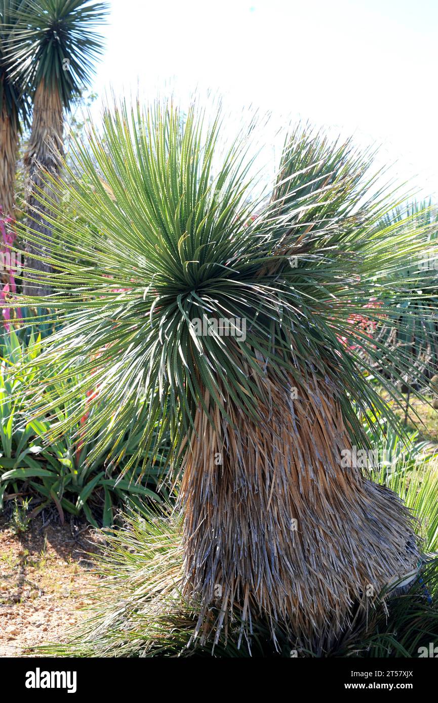 Sandpaper tree hi-res stock photography and images - Alamy