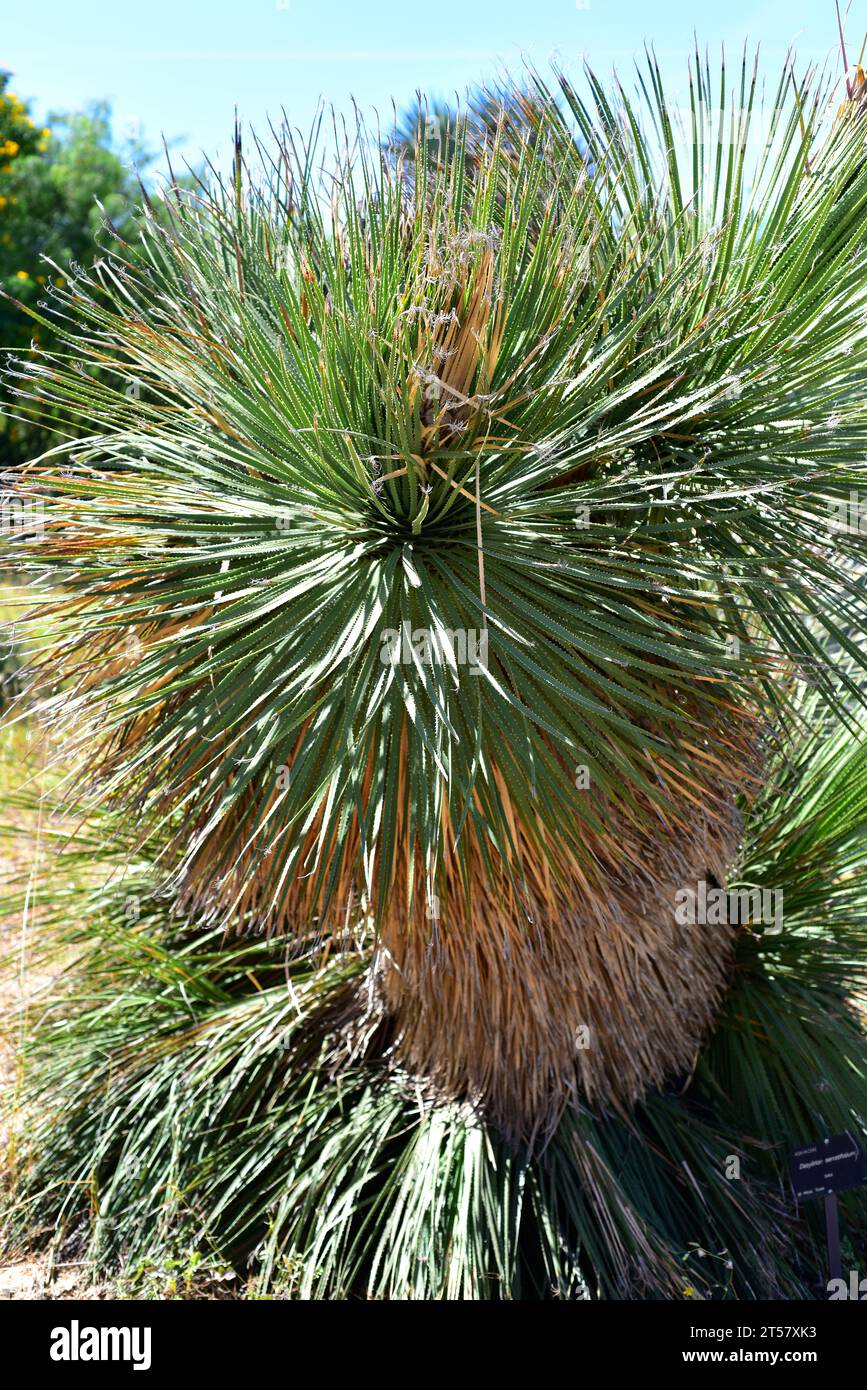 Sandpaper tree hi-res stock photography and images - Alamy
