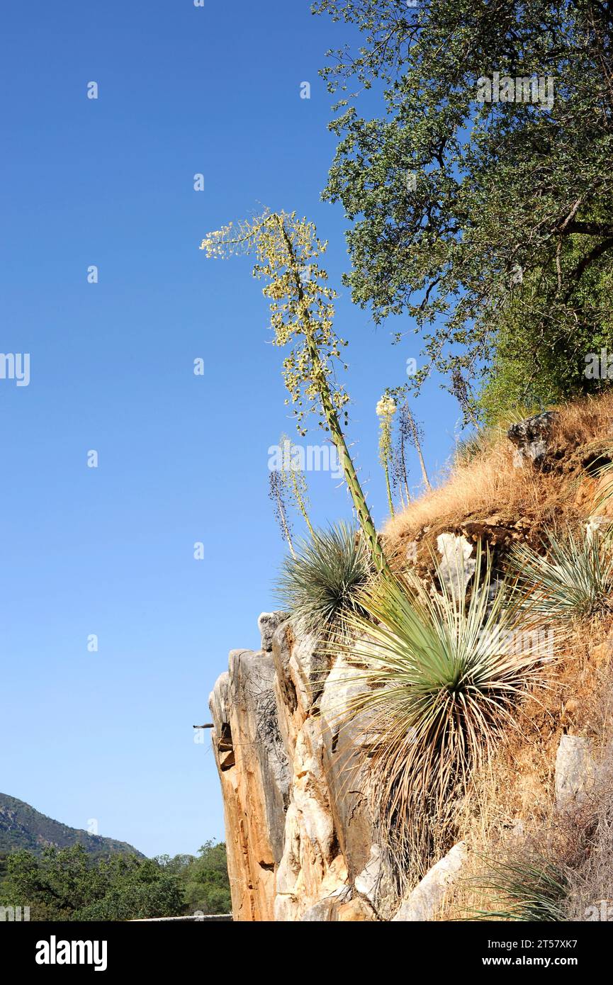 Whipplei hi-res stock photography and images - Alamy