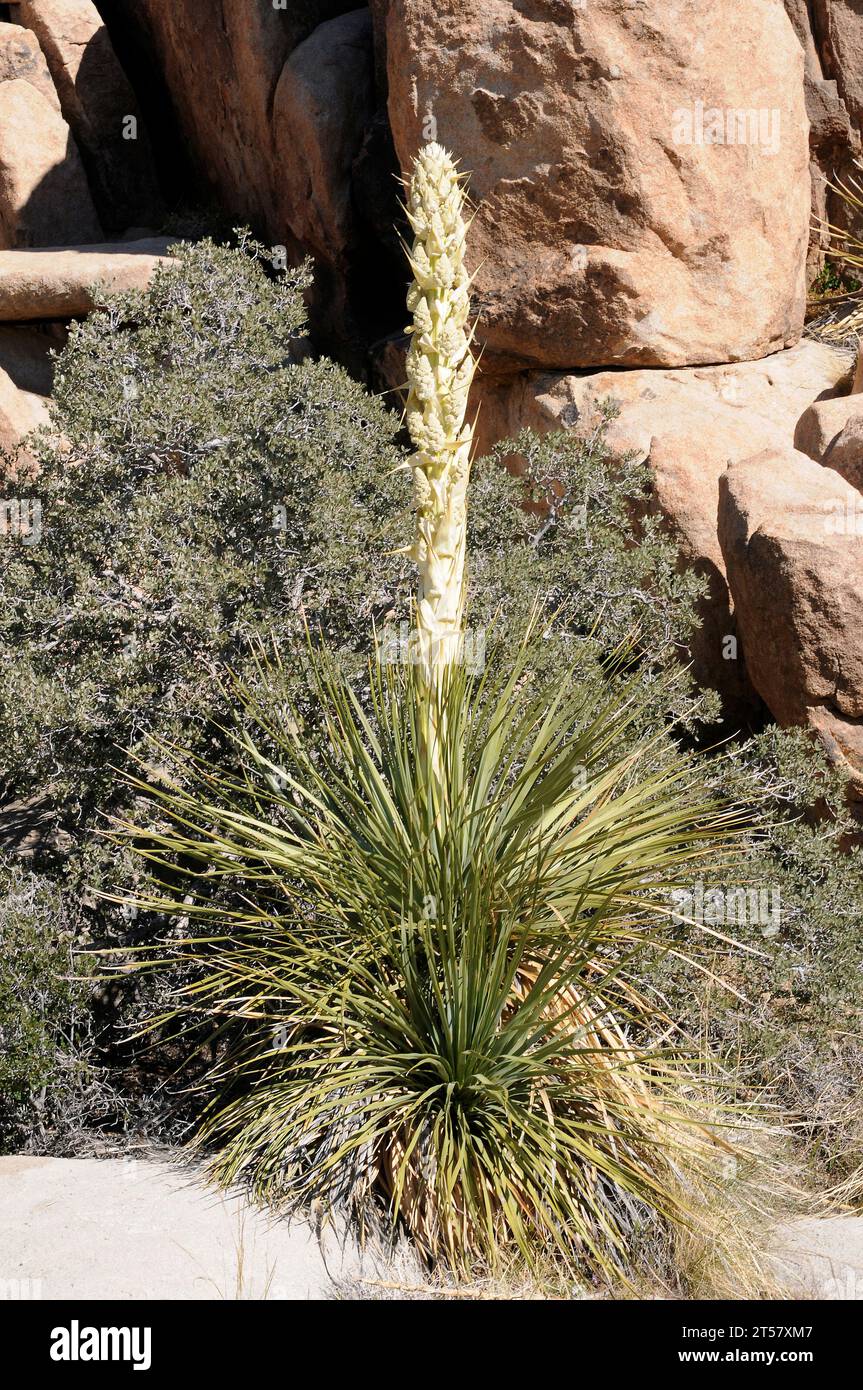 Parry's beargrass (Nolina parryi) is a perennial plant native to ...