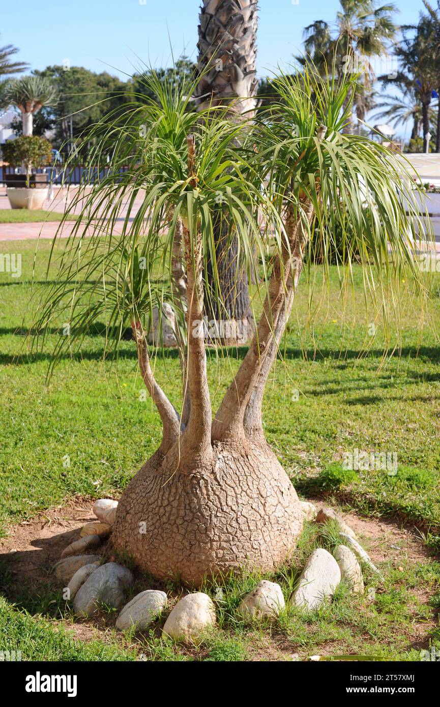 Elephant's foot (Beaucarnea recurvata or Nolina recurvata) is an ...