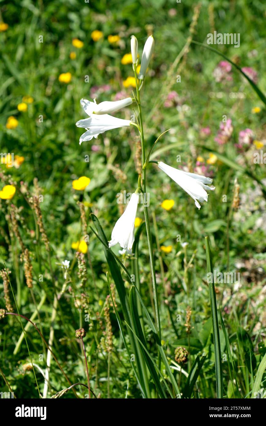 St Bruno's lily (Paradisea liliastrum) is a perennial herb native to ...