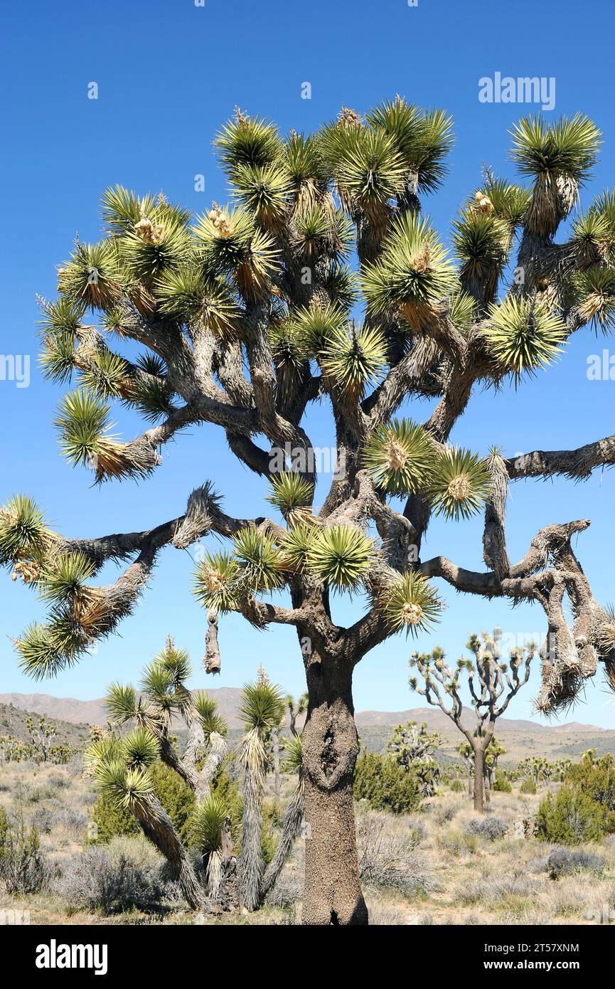 Joshua tree (Yucca brevifolia) is an arborescent plant native to Mojave ...