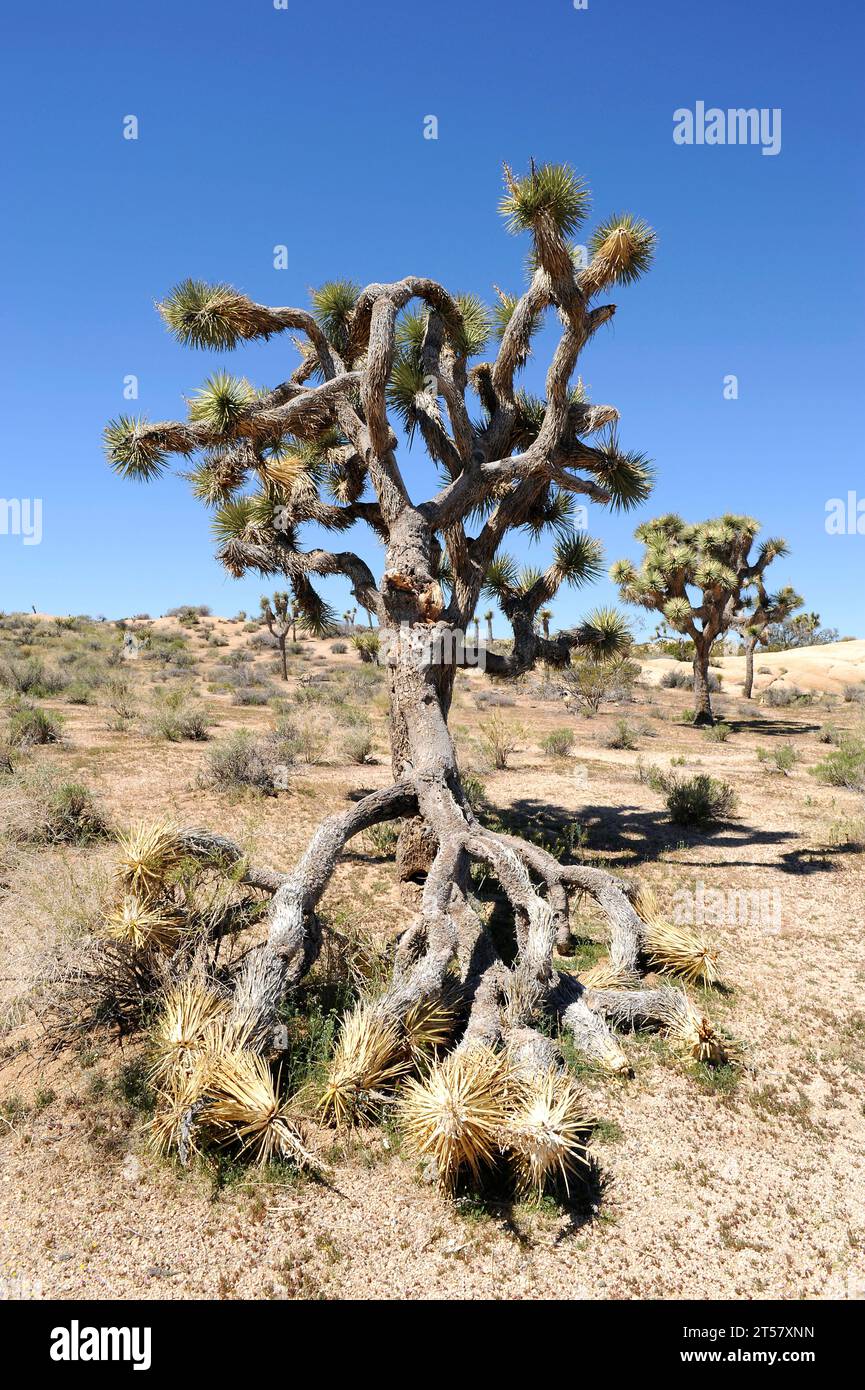Joshua tree (Yucca brevifolia) is an arborescent plant native to Mojave ...