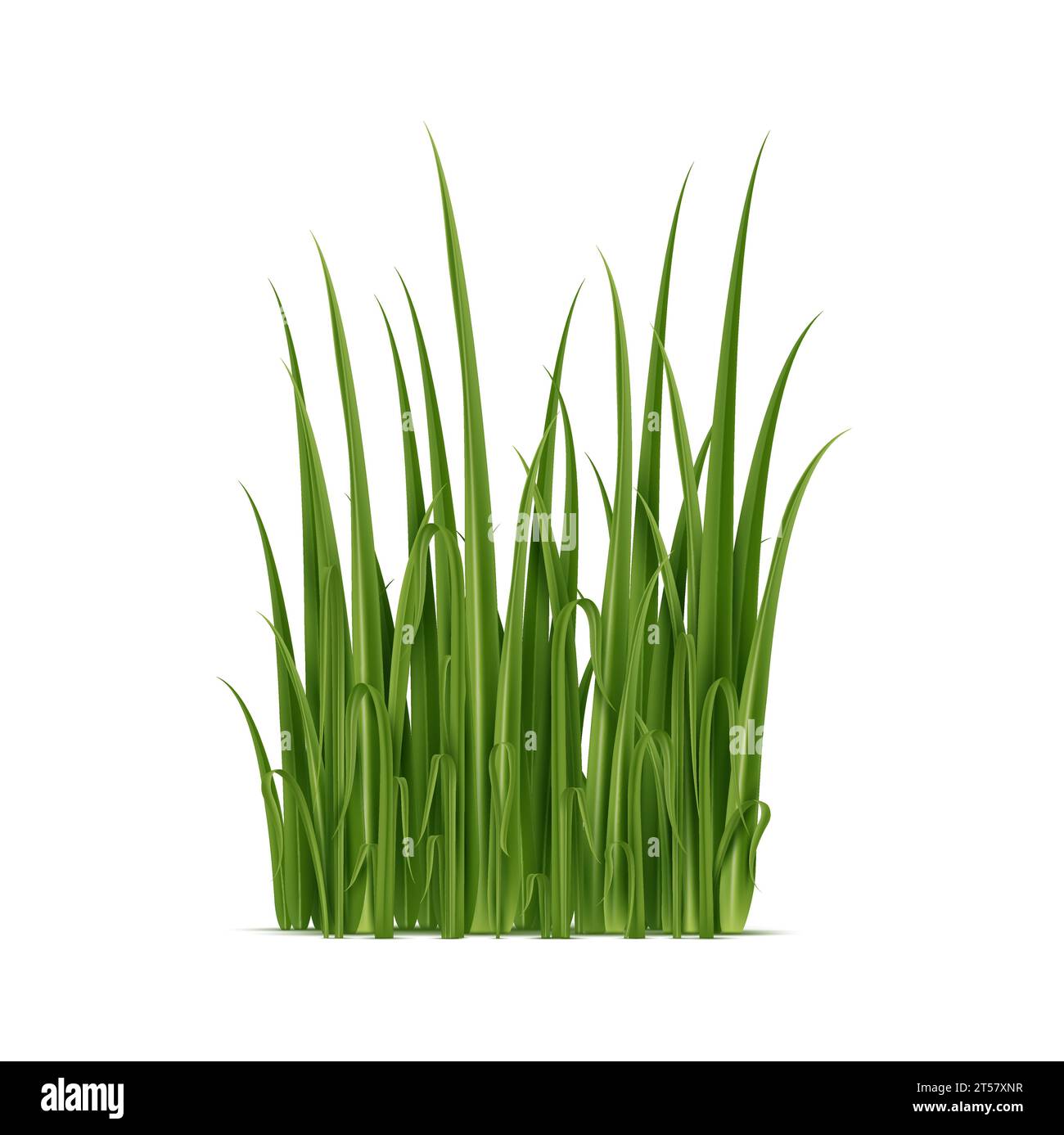 Realistic grass blades isolated vector 3d element for creating vivid ...