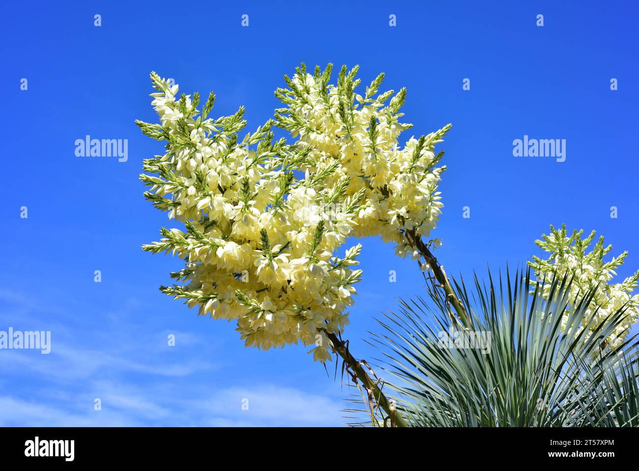Beaked yucca (Yucca rostrata) is an arborescent plant native to ...