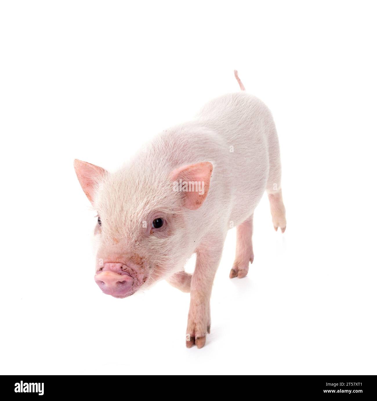 pink miniature pig in front of white background Stock Photo - Alamy