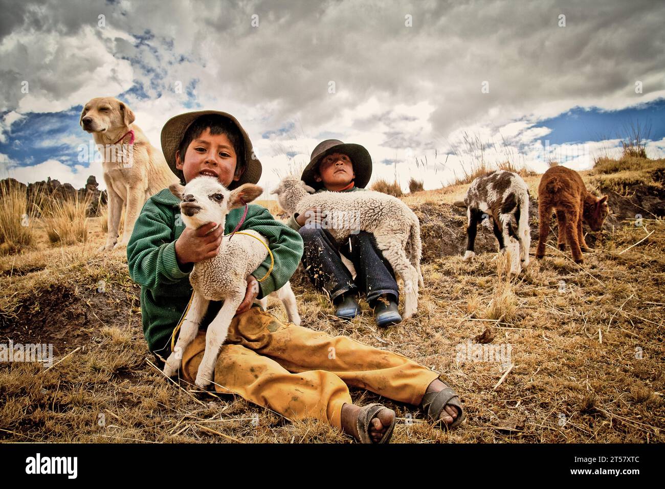 Shepherd children with their sheep and a guard dog, in the Andes of ...