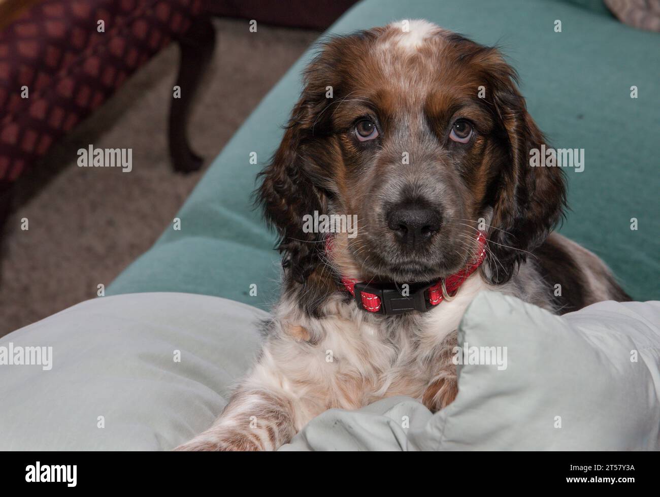 Cute Young roan colored coloured Springer Spaniel posing for camera ...