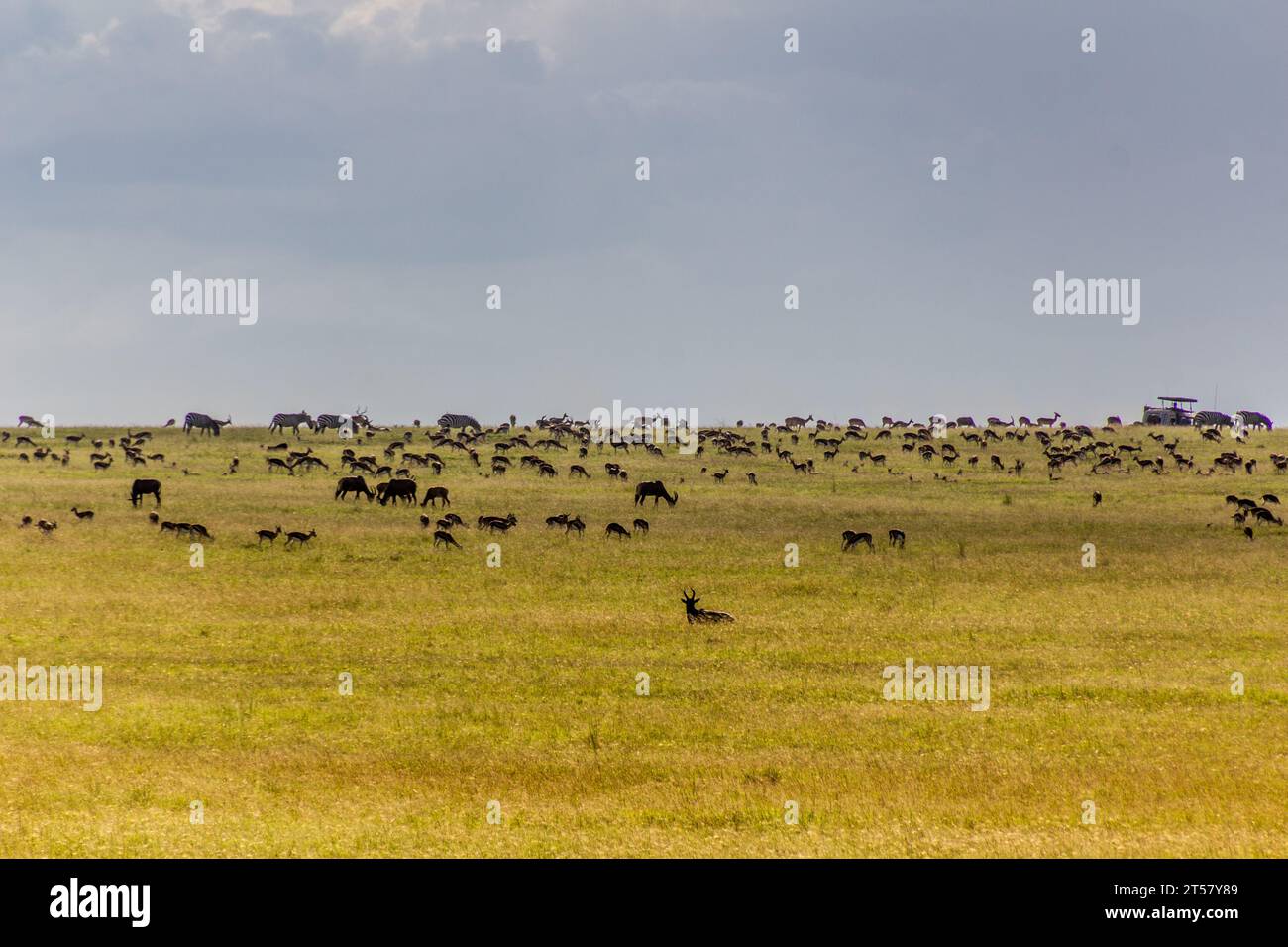 Natural habitat of various animals hi-res stock photography and images ...