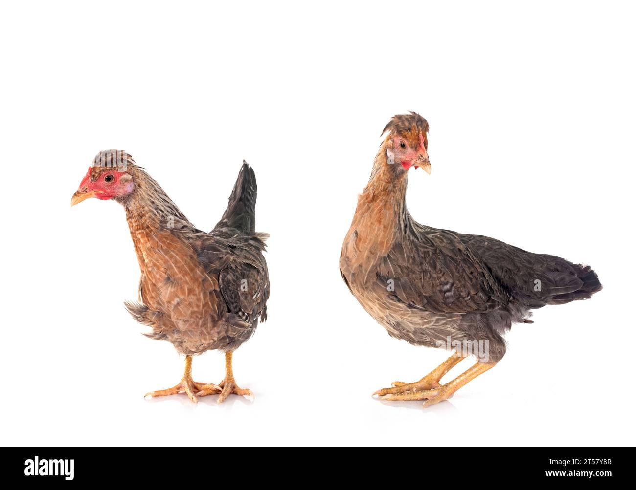 cream legbar chicken in front of white background Stock Photo - Alamy