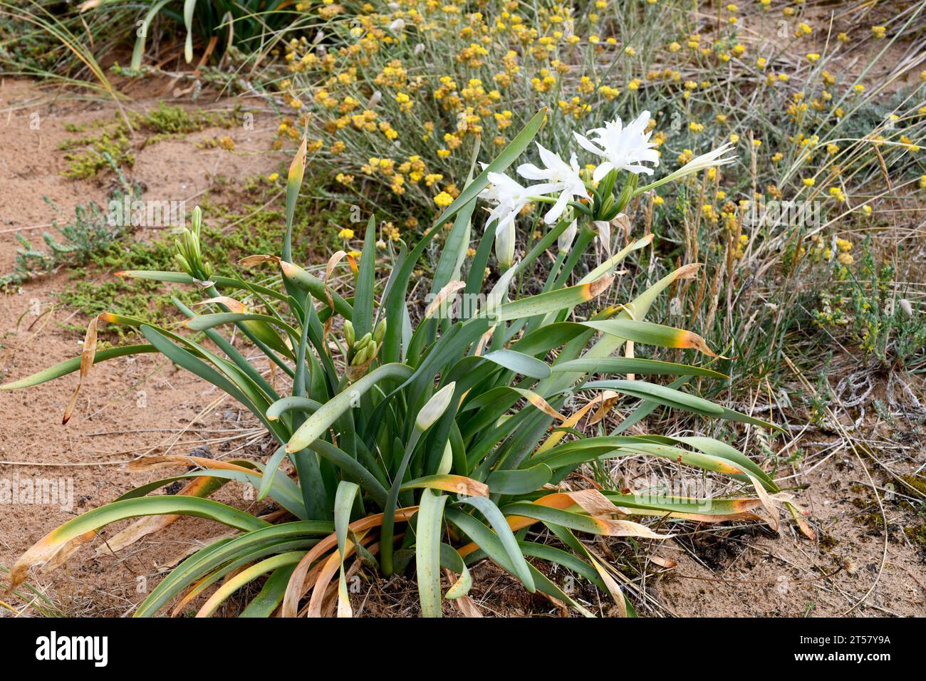 Sea daffodil (Pancratium maritimum) is a perennial herb native to sandy ...
