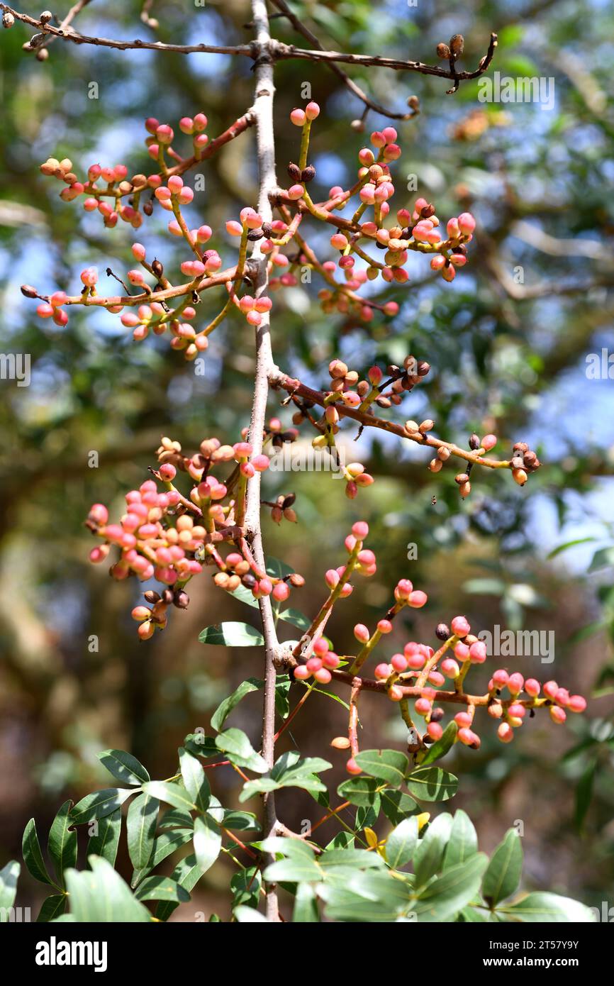 Almacigo tree hi-res stock photography and images - Alamy