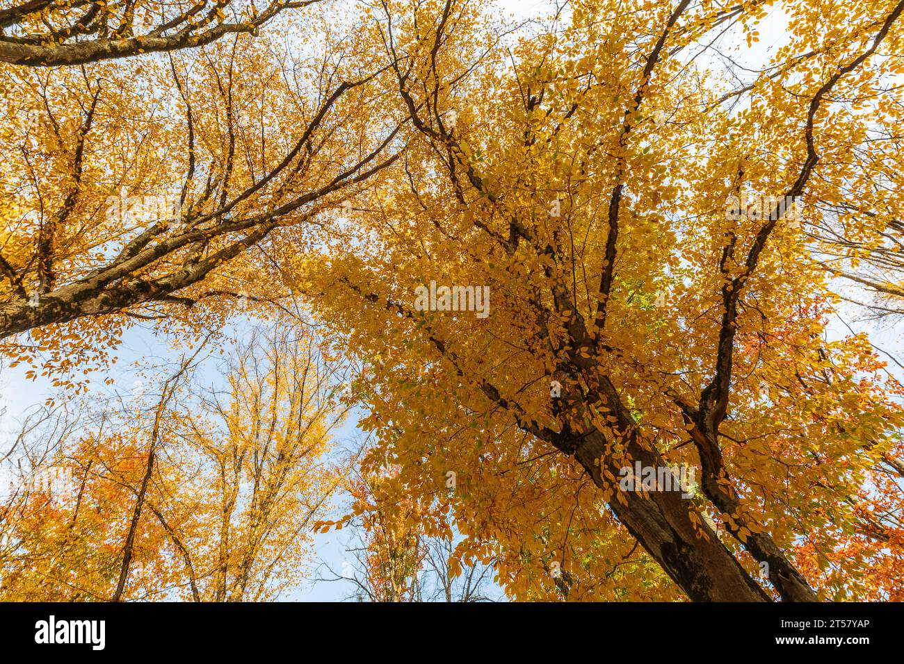 Golden tree crown canopy in autumn hi-res stock photography and images ...