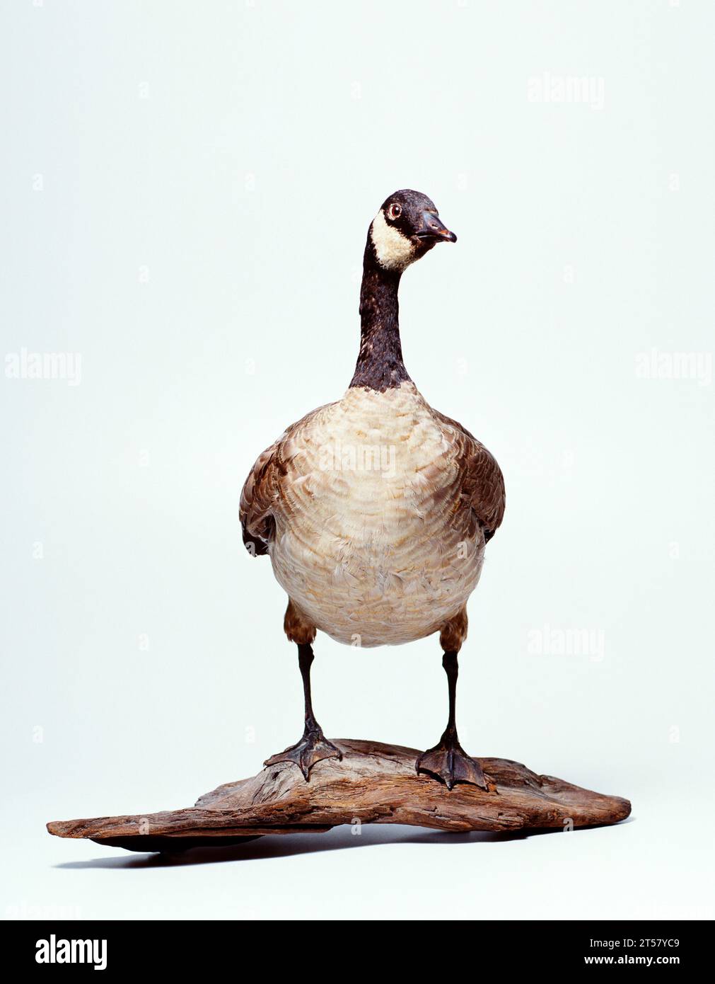 Canada goose taxidermy mounted on driftwood straight on in studio ...