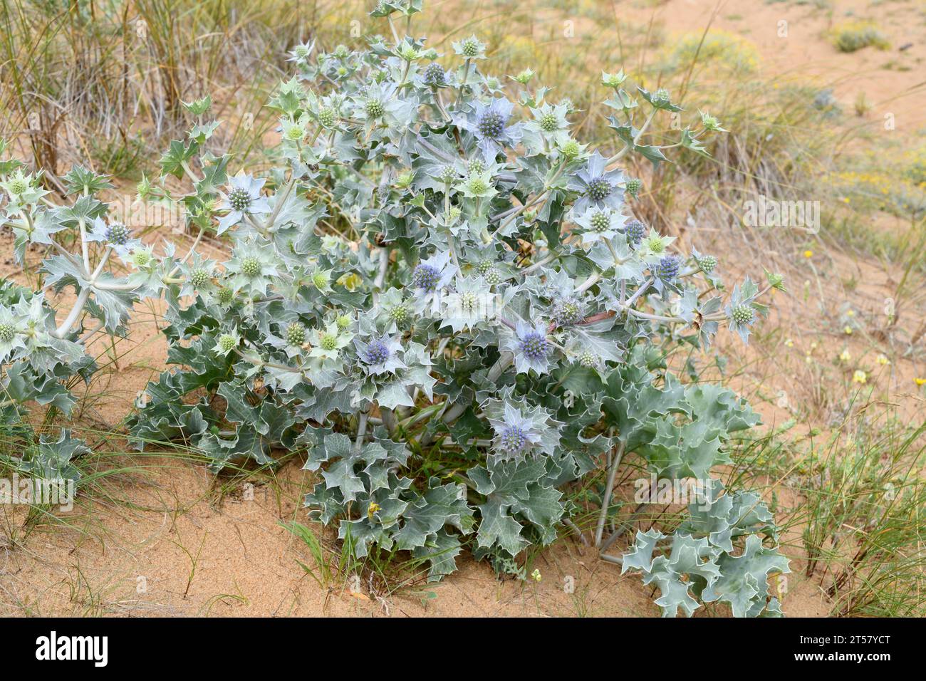 Seaside eryngo or sea holly (Eryngium maritimum) is a spiny shrub ...