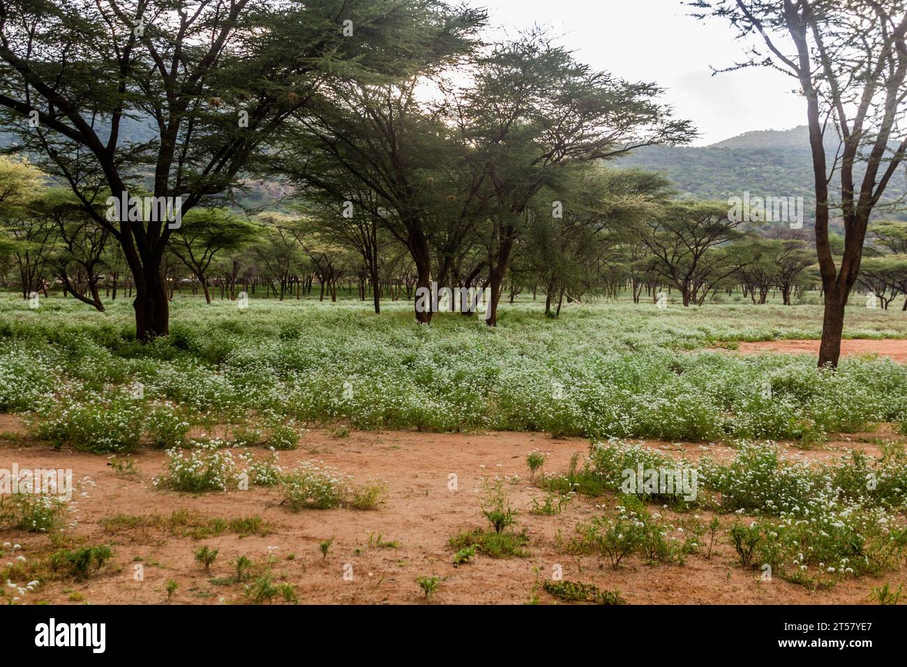 Landscape near South Horr village, Kenya Stock Photo - Alamy