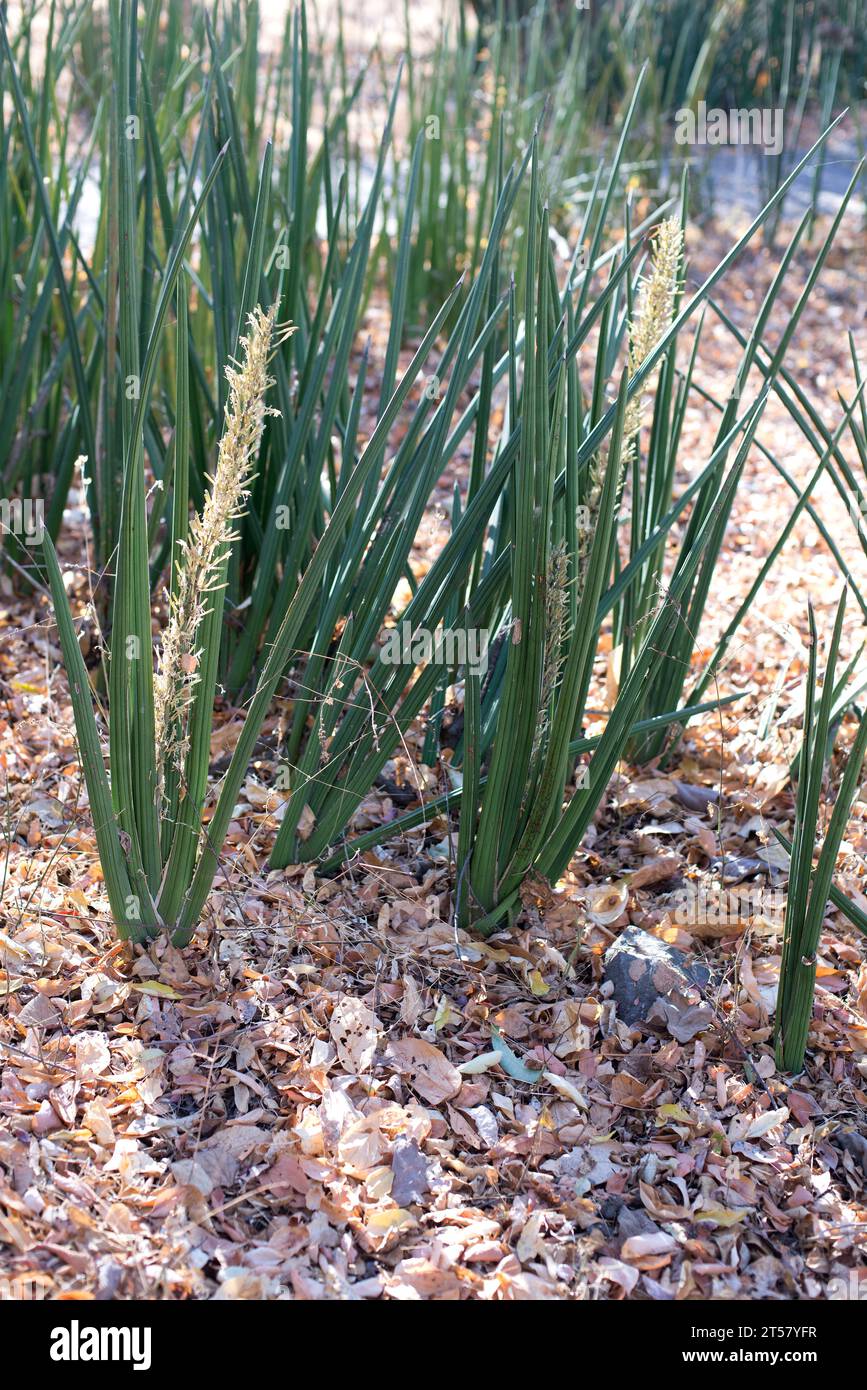 Cylindrical snake plant (Dracaena angolensis, Dracaena cylindrica or ...