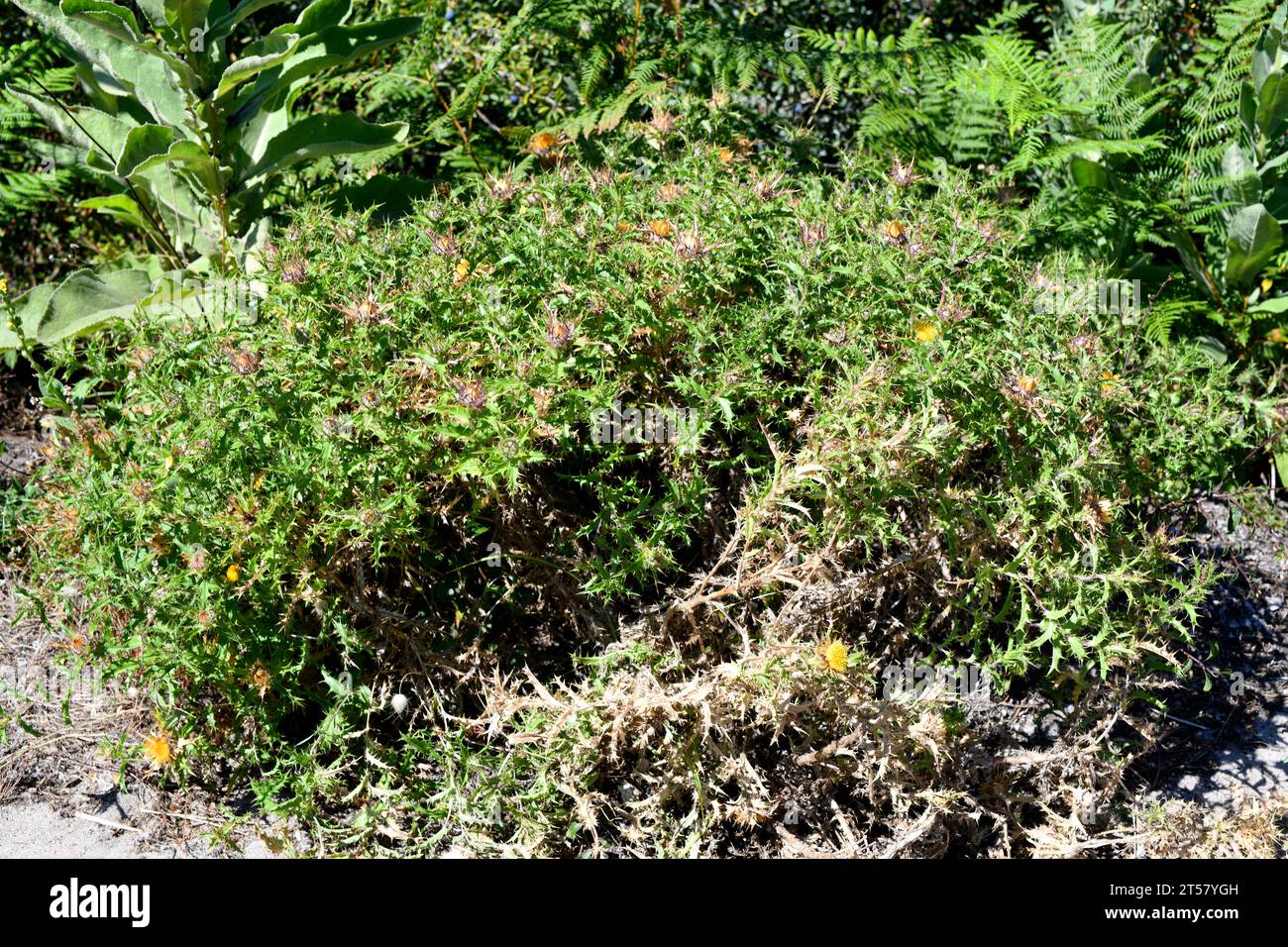Clustered carline thistle (Carlina corymbosa) is a spiny perennial ...