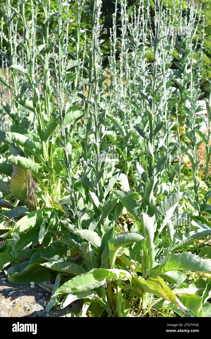 Babylonian centaury (Centaurea babylonica) is a perennial plant native ...