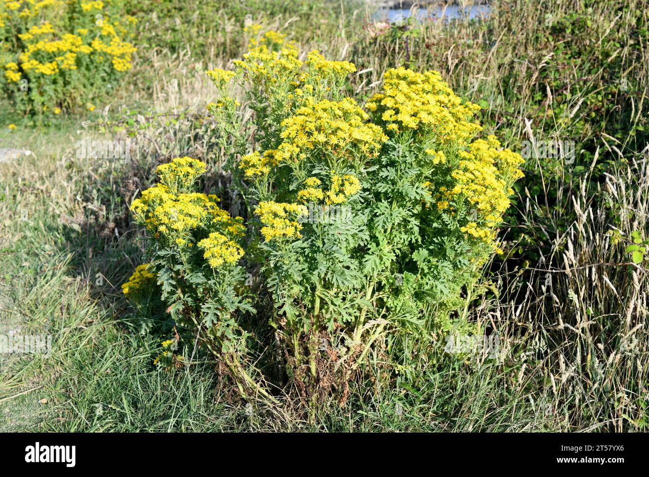 Ragwort (Jacobaea vulgaris or Senecio jacobaea) is a biennial or ...
