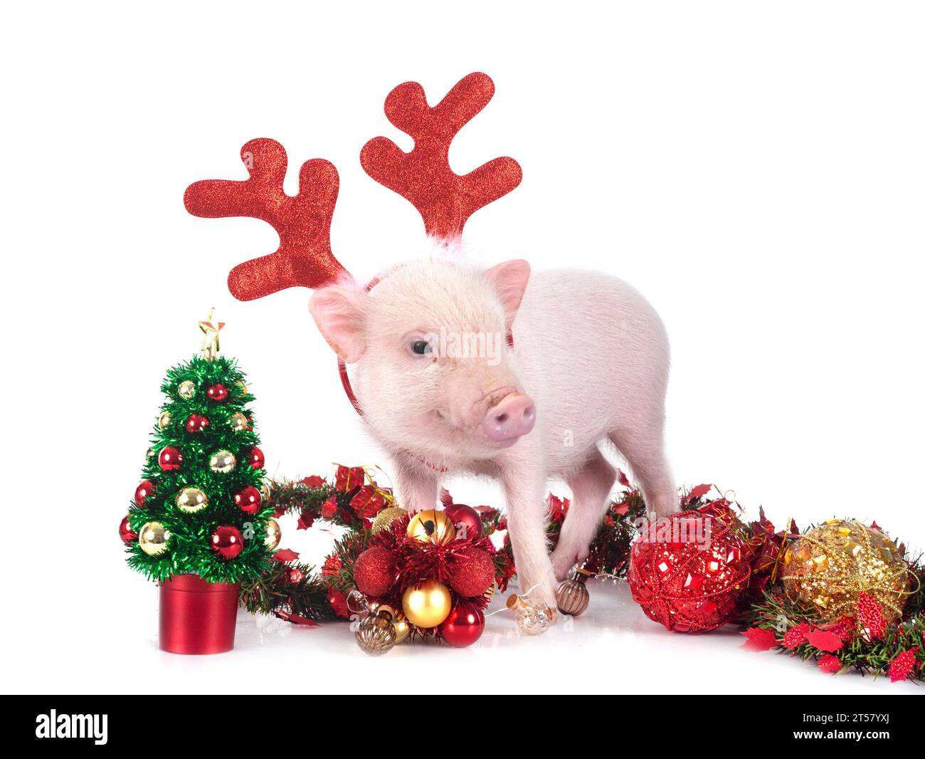 pink miniature pig in front of white background Stock Photo - Alamy