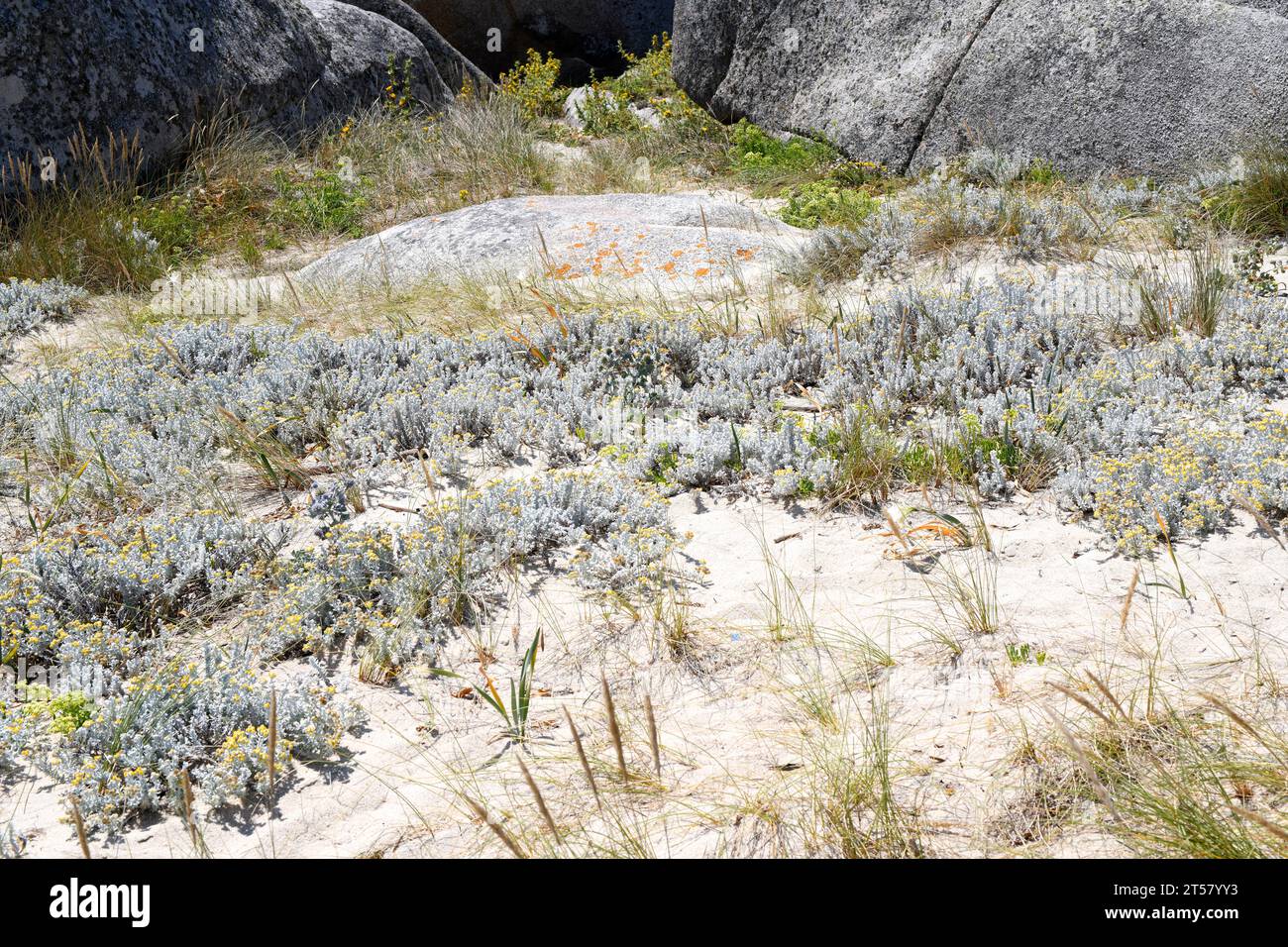 Cotton weed plant (Otanthus maritimus) is a perennial herb native to ...