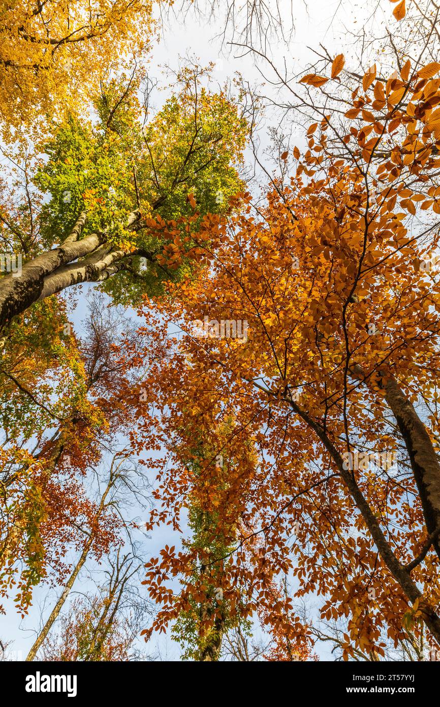 Golden tree crown canopy in autumn hi-res stock photography and images ...