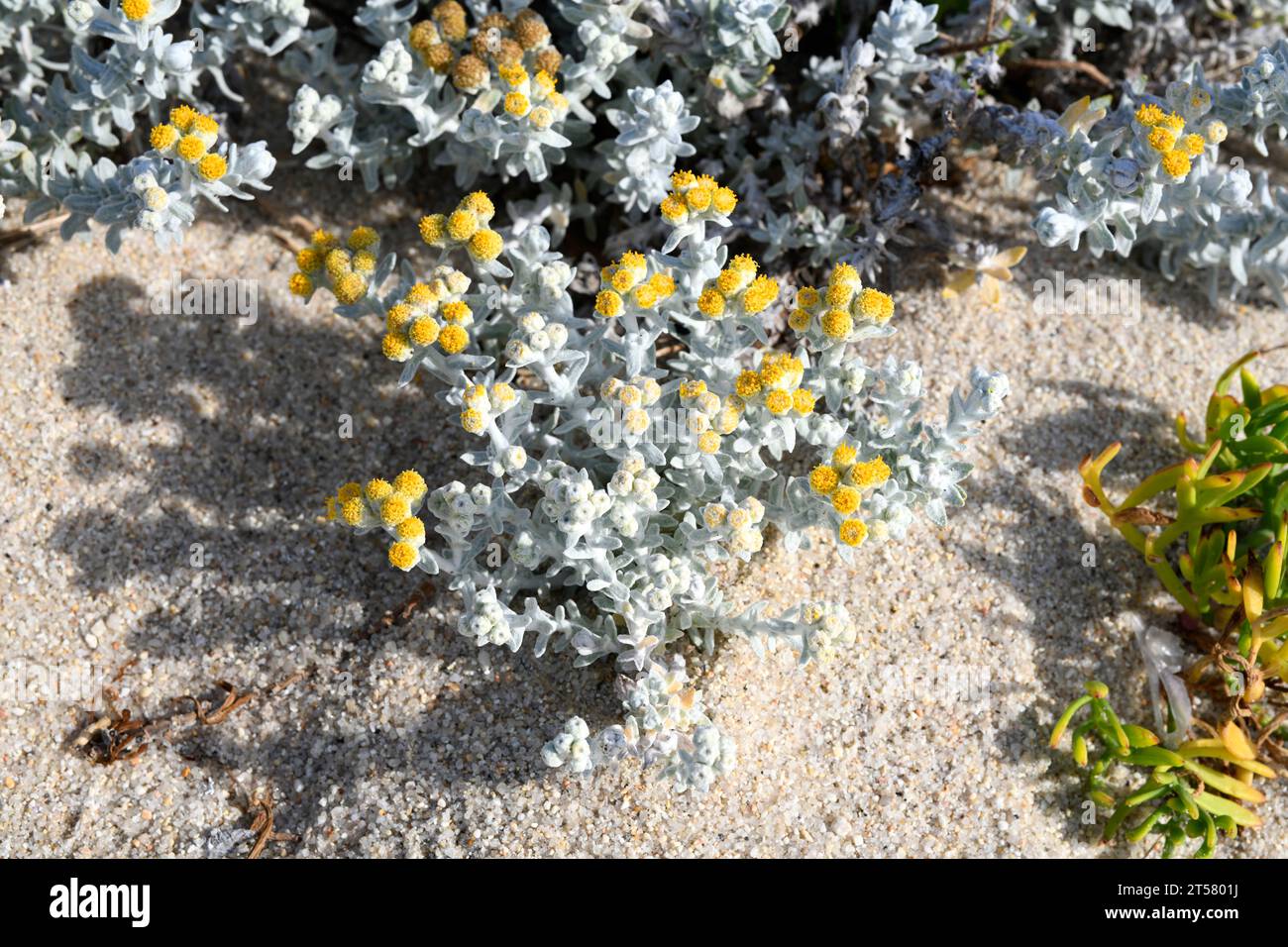 Cotton weed plant (Otanthus maritimus) is a perennial herb native to ...