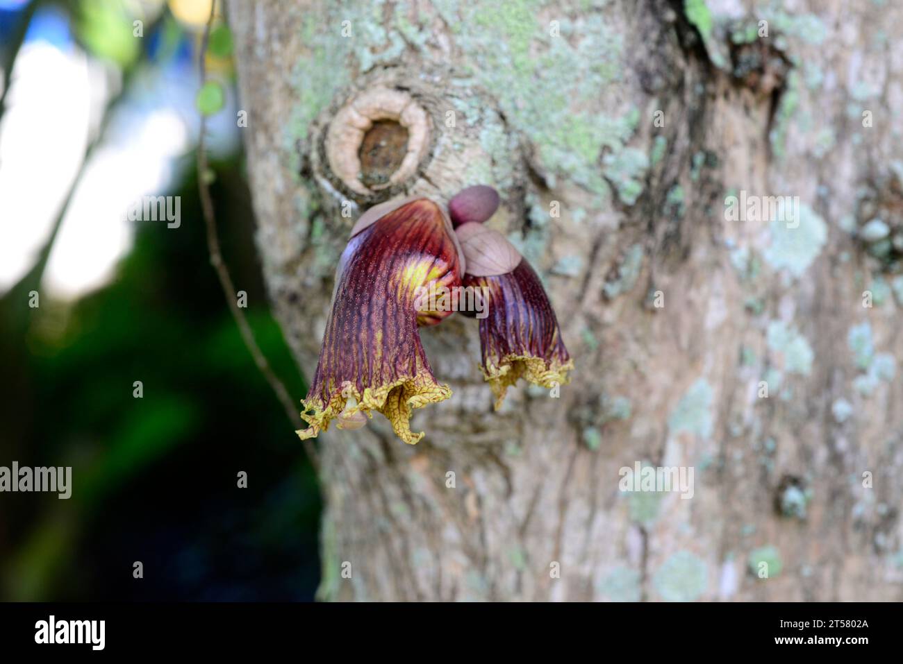 Mexican calabash (Crescentia alata) is an evergreen tree native to ...