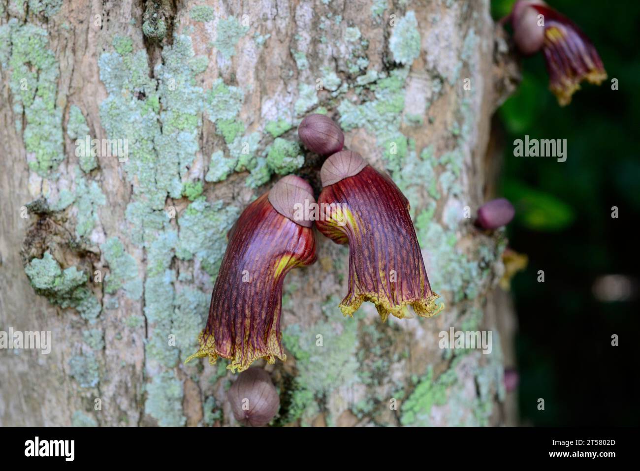 Jicaro tree hi-res stock photography and images - Alamy