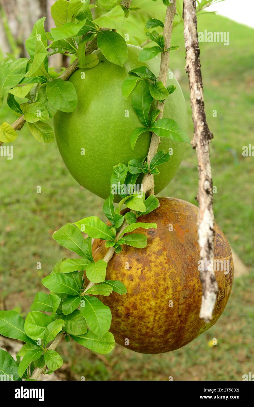 Jicara (Crescentia cujete) is an evergreen small tree native to ...