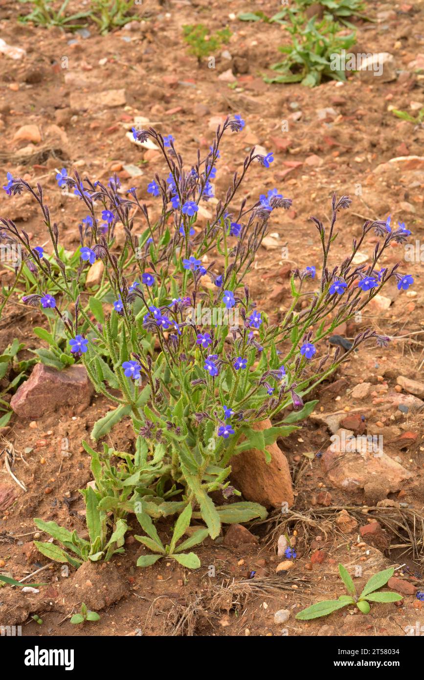 Italian bugloss (Anchusa azurea) is a perennial herb native to Europe ...