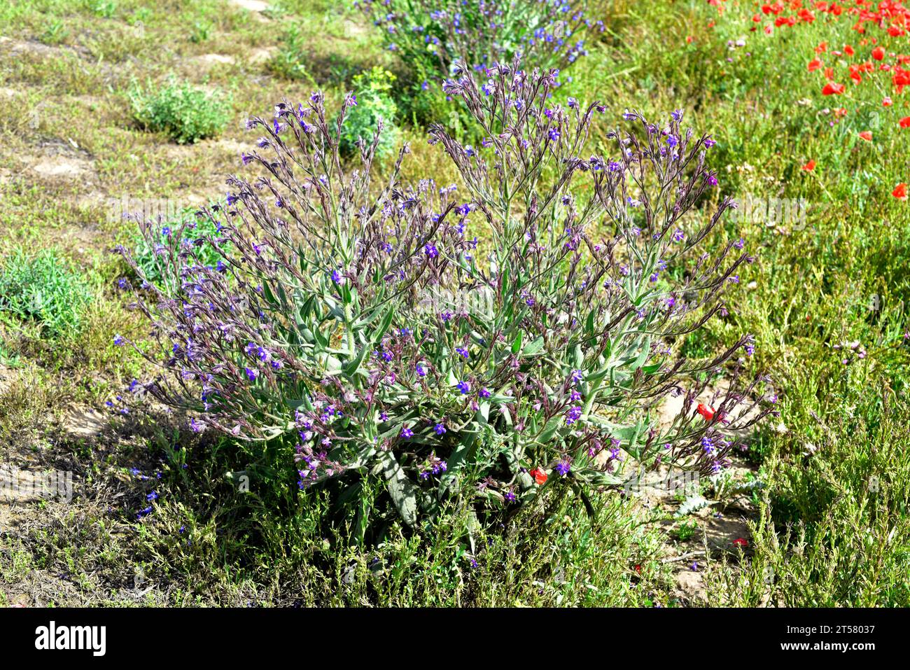 Italian bugloss (Anchusa azurea) is a perennial herb native to Europe ...