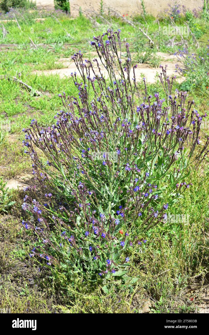 Italian bugloss (Anchusa azurea) is a perennial herb native to Europe ...