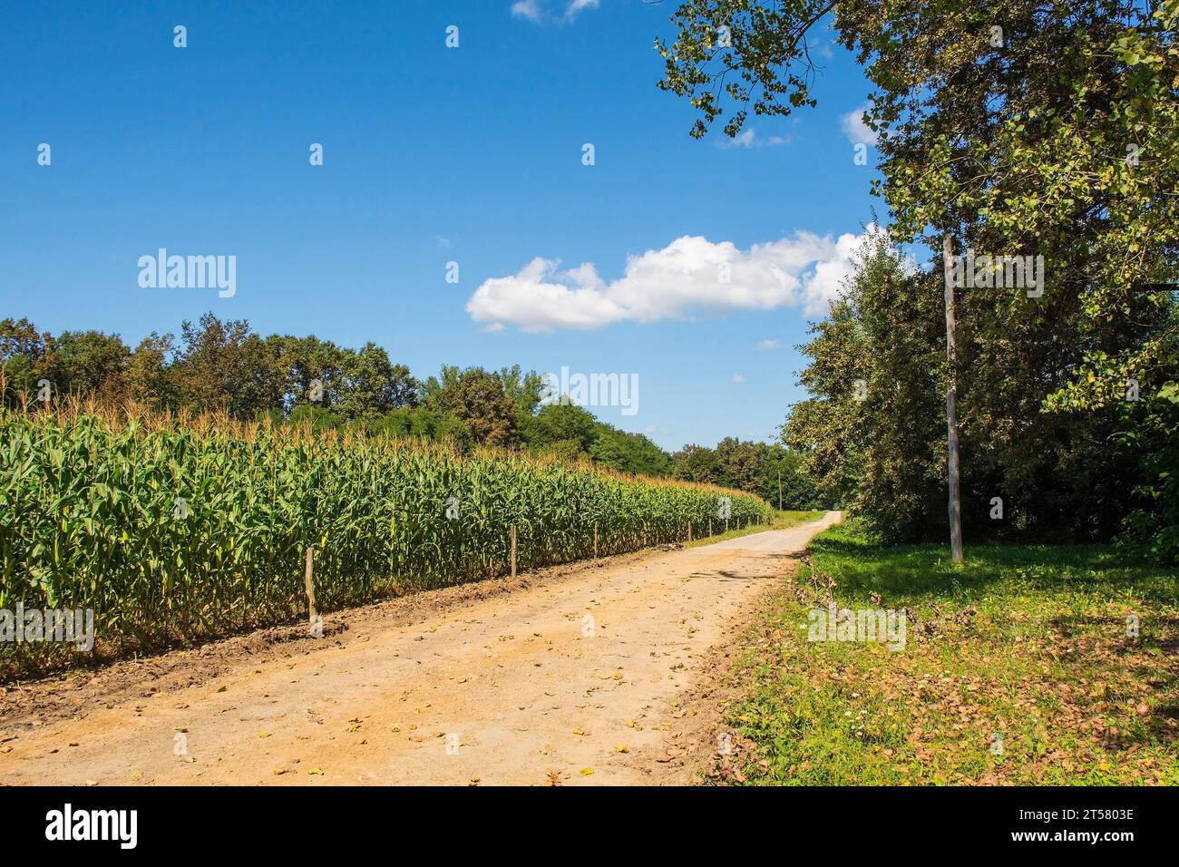 A corn field in the rural summer landscape near Grabovac Banski village ...