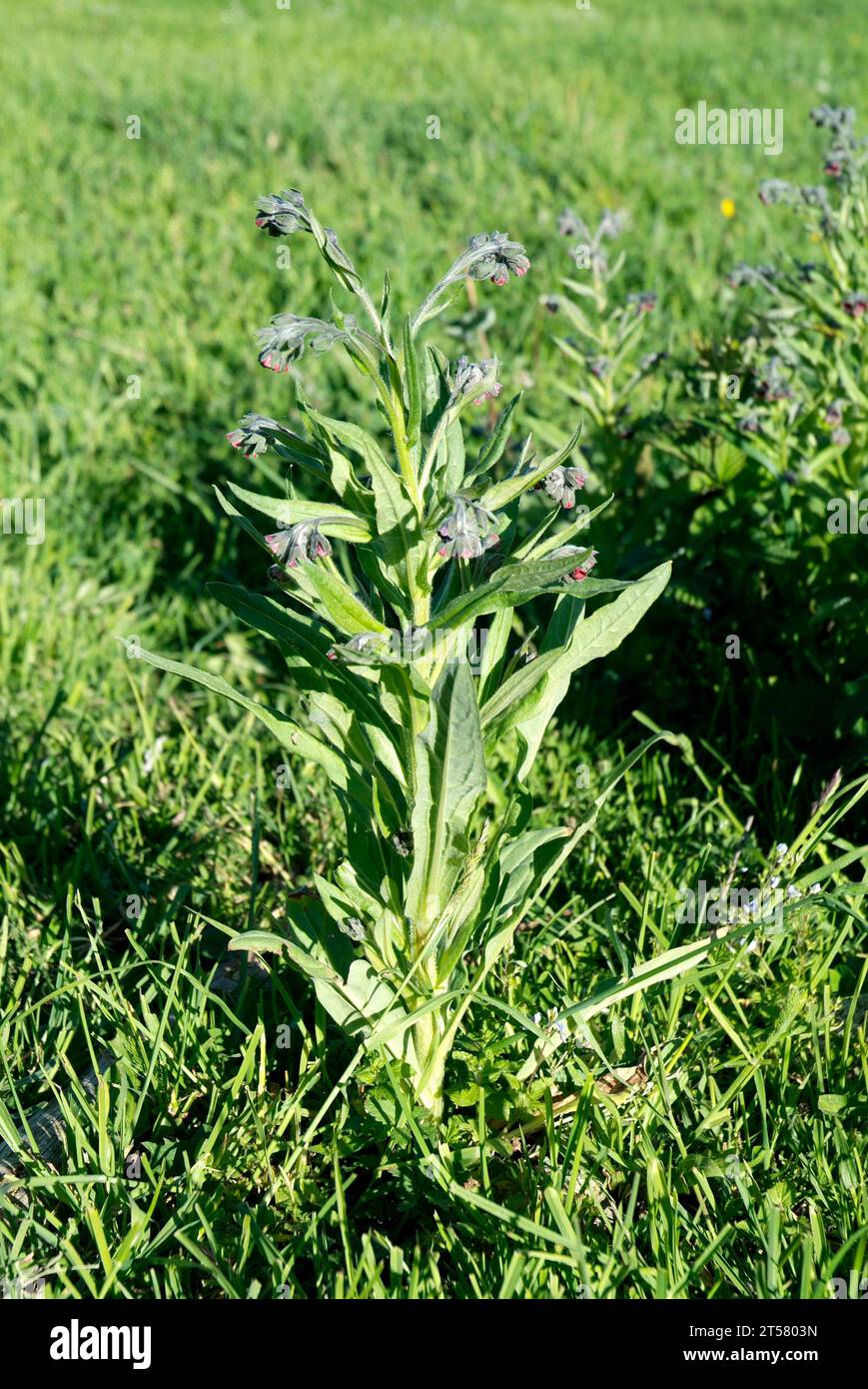 Houndstongue (Cynoglossum officinale) is an annual or biennial plant ...