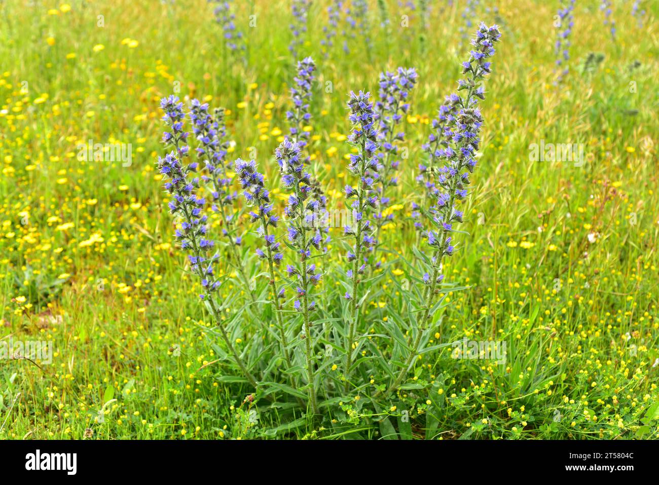 Viper's bugloss (Echium vulgare) is an annual, biennial or perennial ...