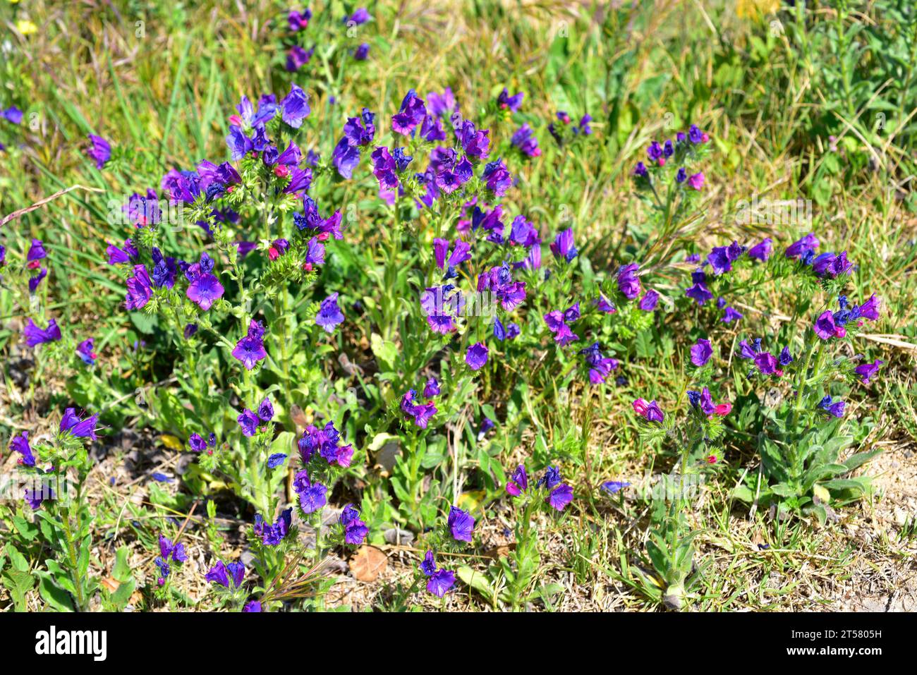 Viper's bugloss (Echium vulgare) is an annual, biennial or perennial ...
