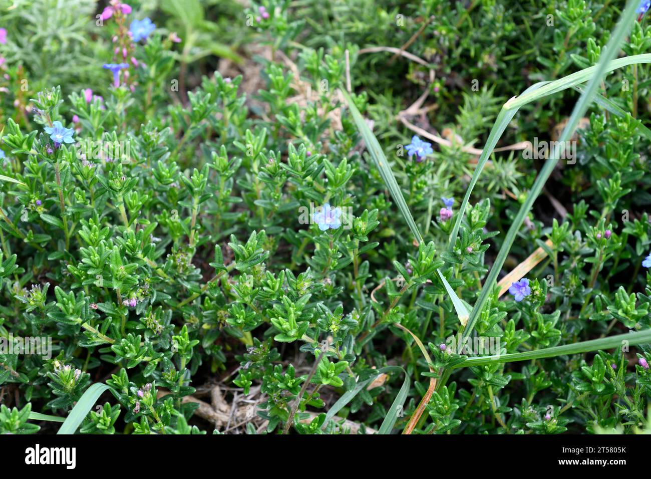 Shrubby gromwell (Glandora prostrata) is a prostrate subshrub native to ...