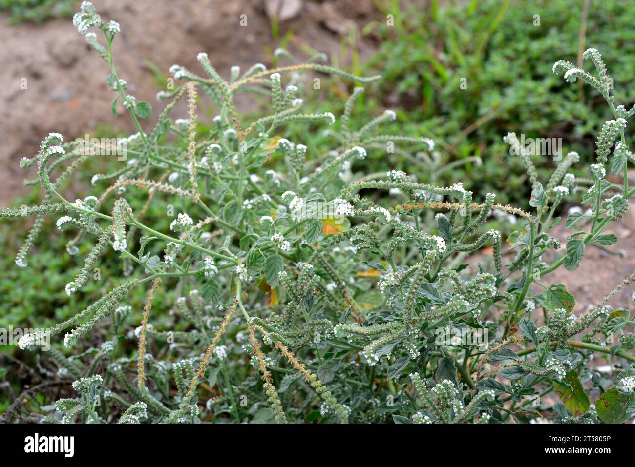 European heliotrope (Heliotropium europaeum) is a medicinal annual herb ...