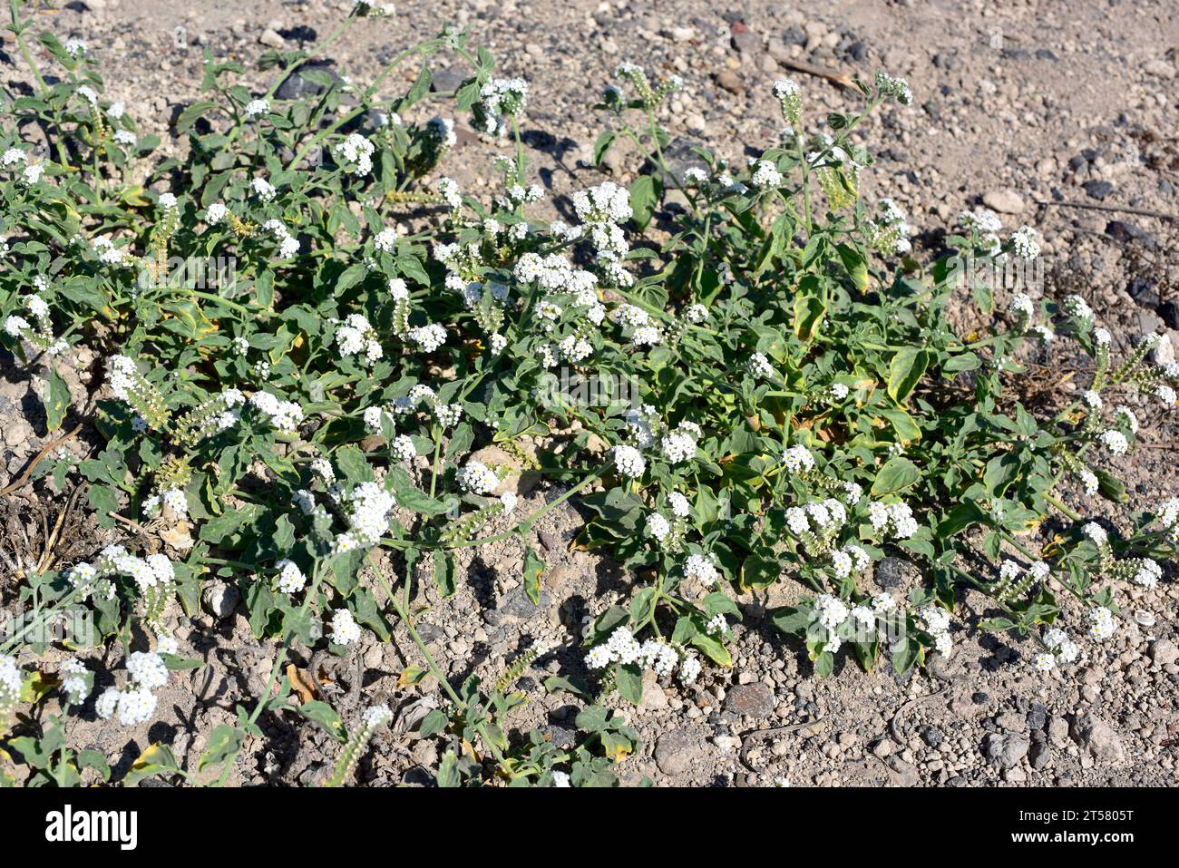 European heliotrope (Heliotropium europaeum) is a medicinal annual herb ...
