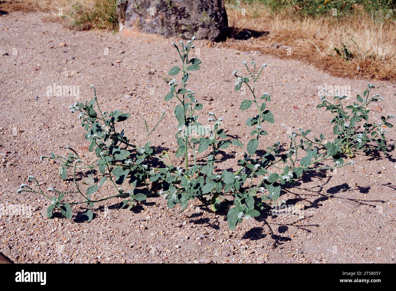 European heliotrope (Heliotropium europaeum) is a medicinal annual herb ...