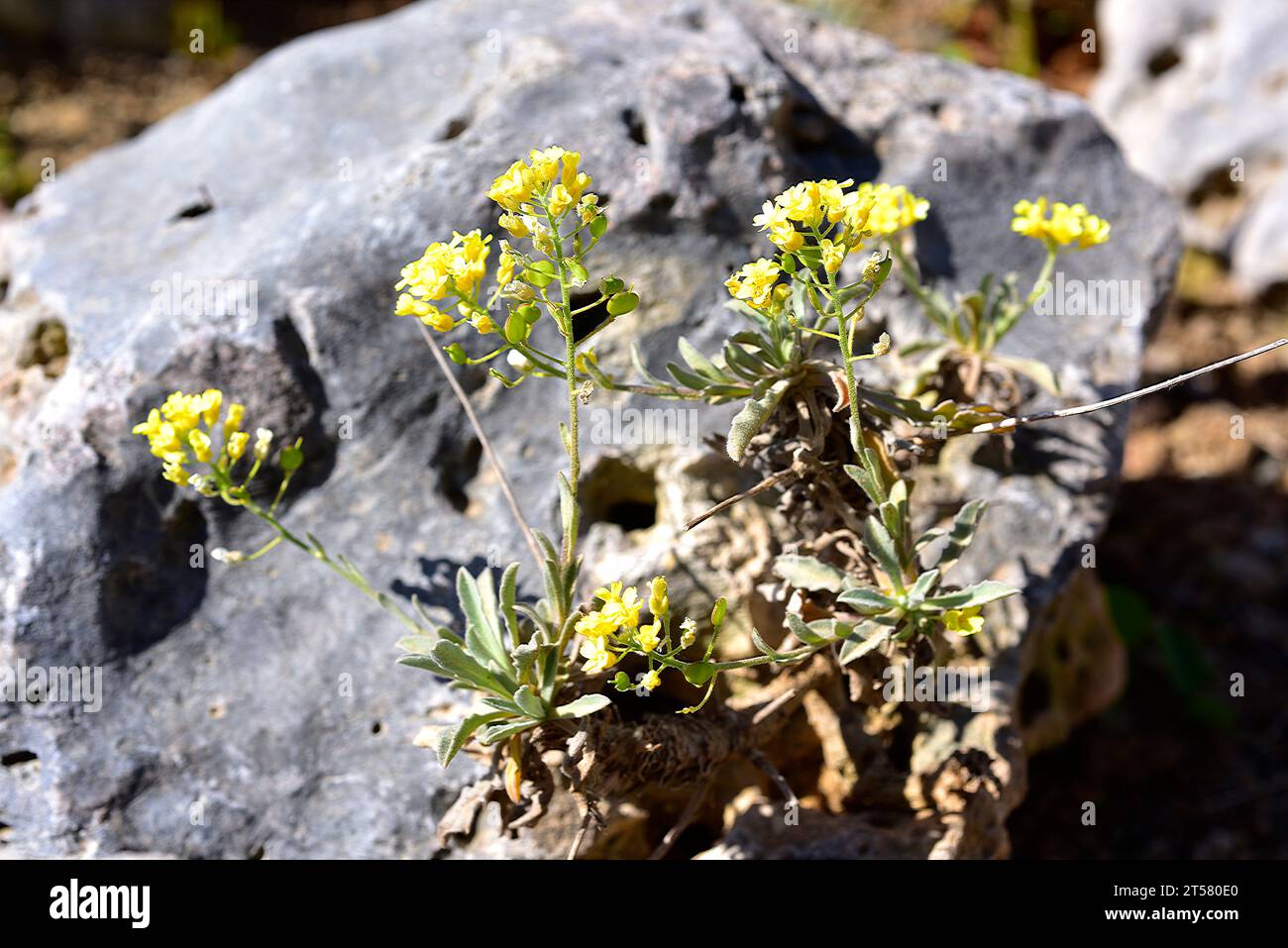 Basket of gold (Aurinia saxatilis or Alyssum saxatile) is a perennial ...