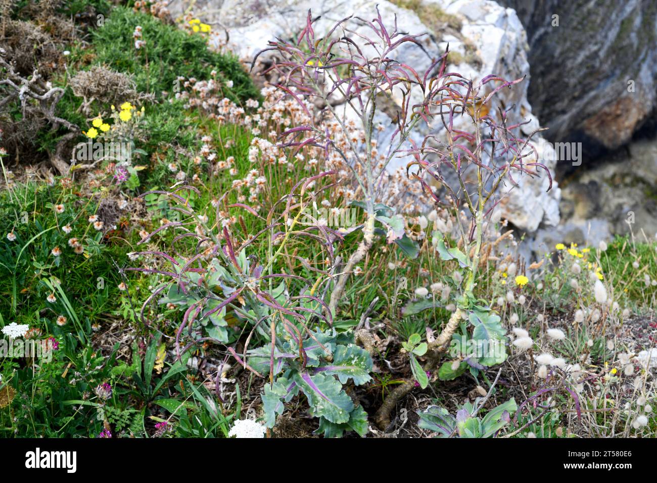 Wild cabbage (Brassica oleracea) is a biennial plant native to ...