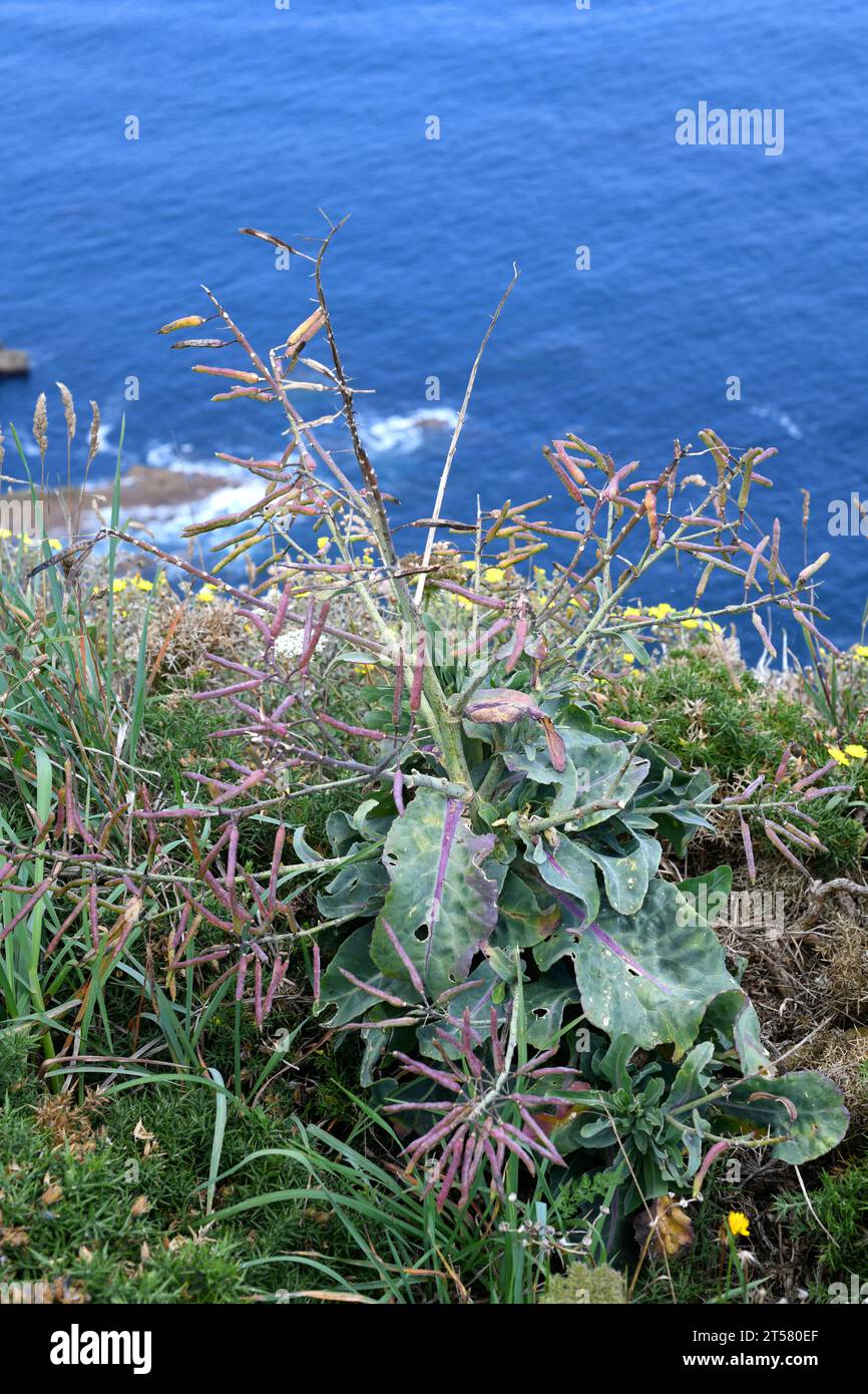 Wild cabbage (Brassica oleracea) is a biennial plant native to ...