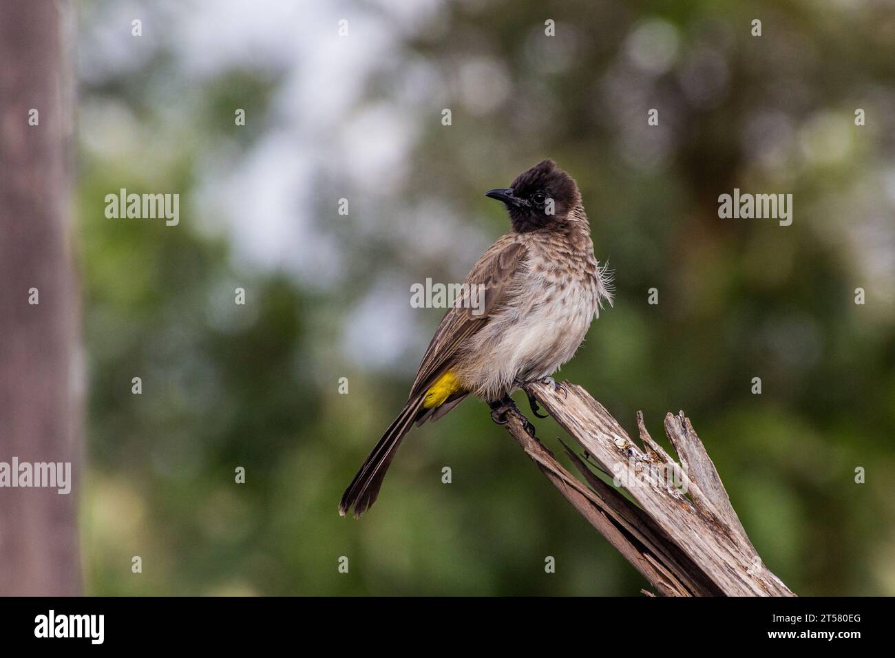 Common Bulbul (Pycnonotus barbatus) in Maralal, Kenya Stock Photo - Alamy