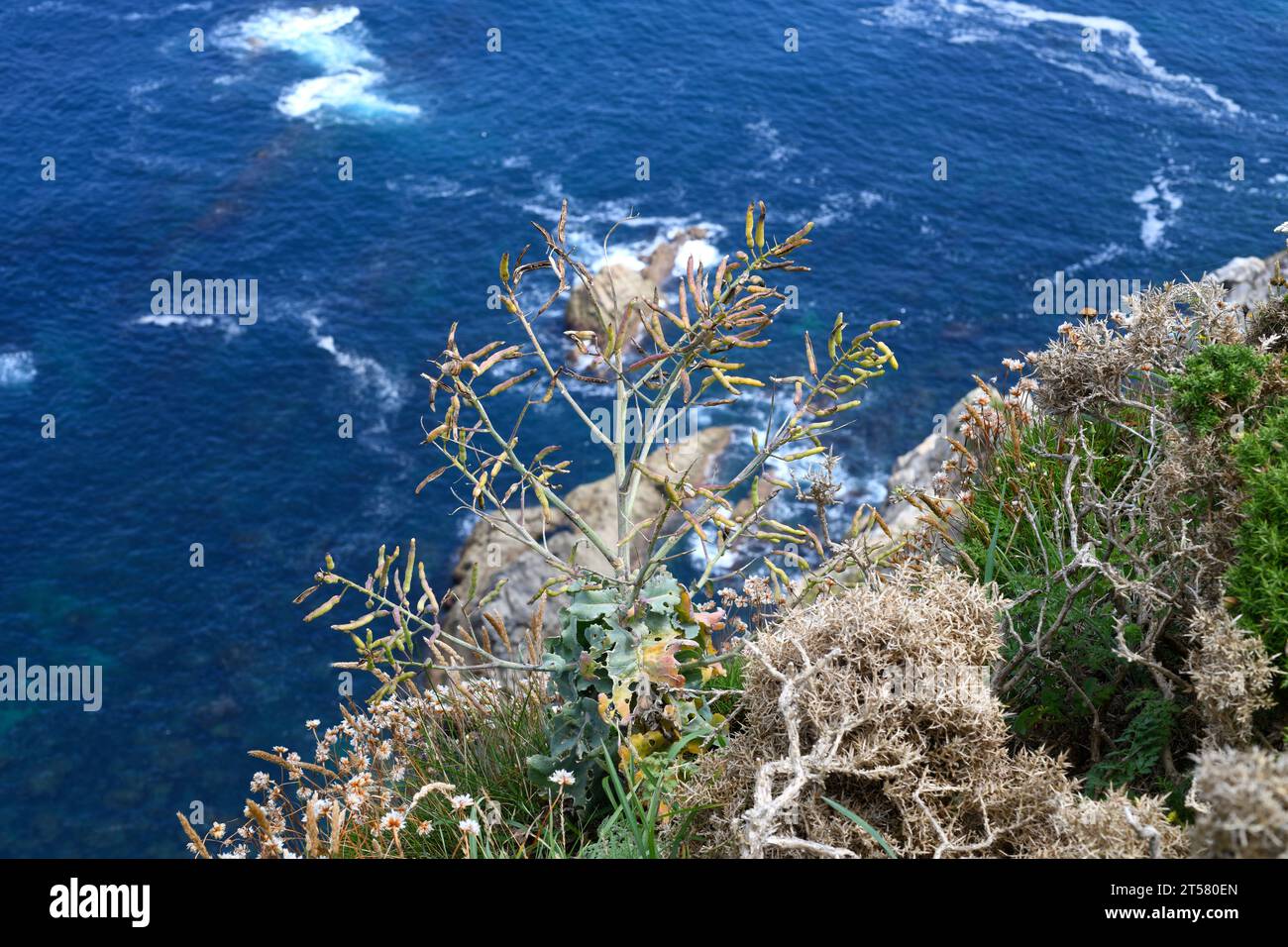 Wild cabbage (Brassica oleracea) is a biennial plant native to ...