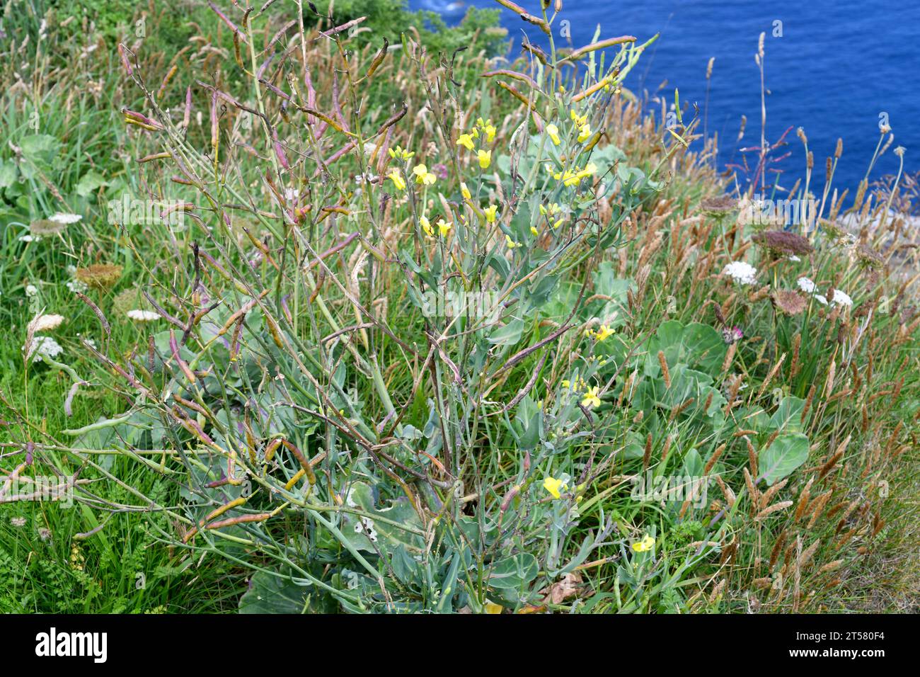 Wild cabbage (Brassica oleracea) is a biennial plant native to ...
